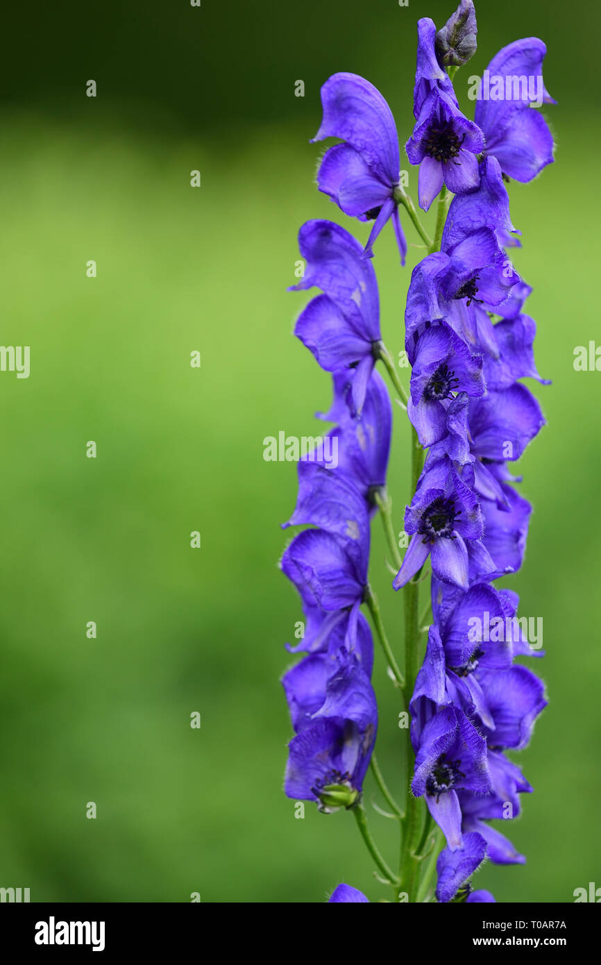 Monks gardening hi-res stock photography and images - Alamy