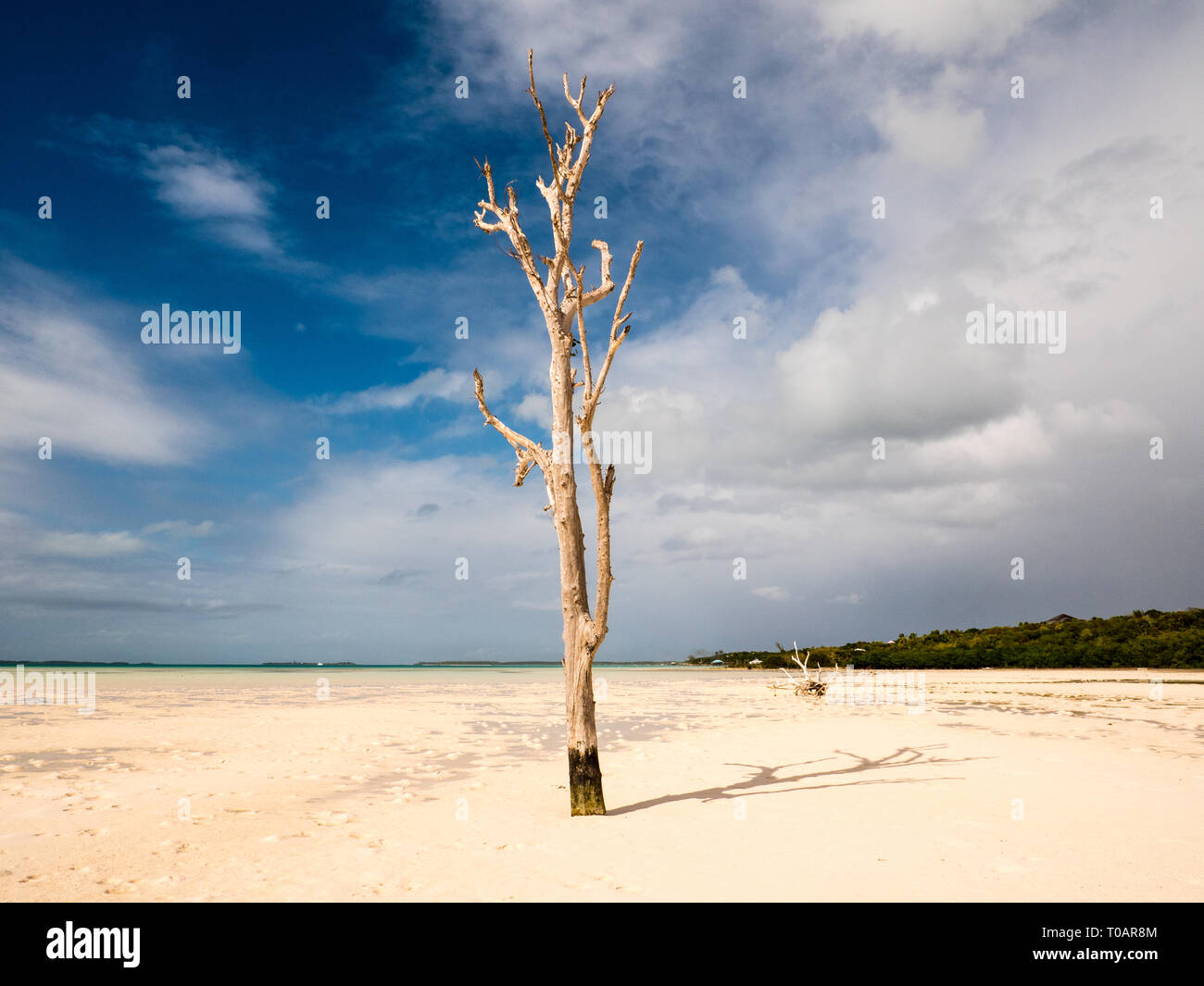Landmark dead Tree on Beach, Dunmore Town, Harbour Island, The Bahamas ...