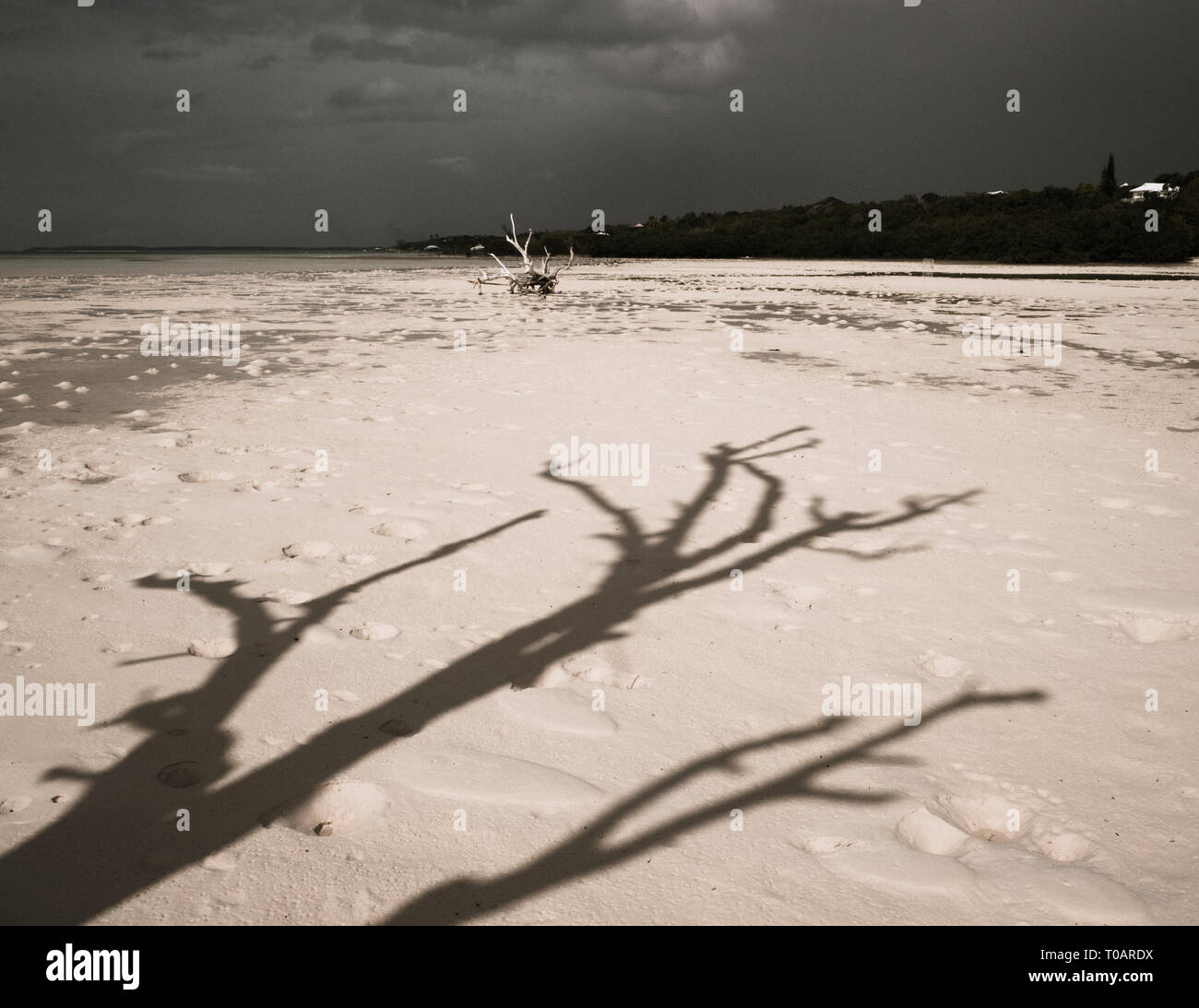 Landmark dead Tree on Beach, Dunmore Town, Harbour Island, The Bahamas ...