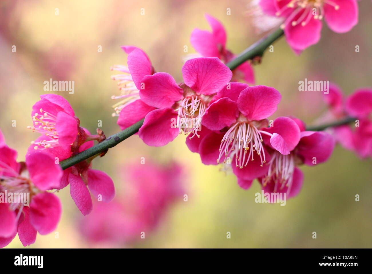 Prunus mume 'Beni-chidori'. Fragrant blossoms of Prunus 'Beni -chidori ...