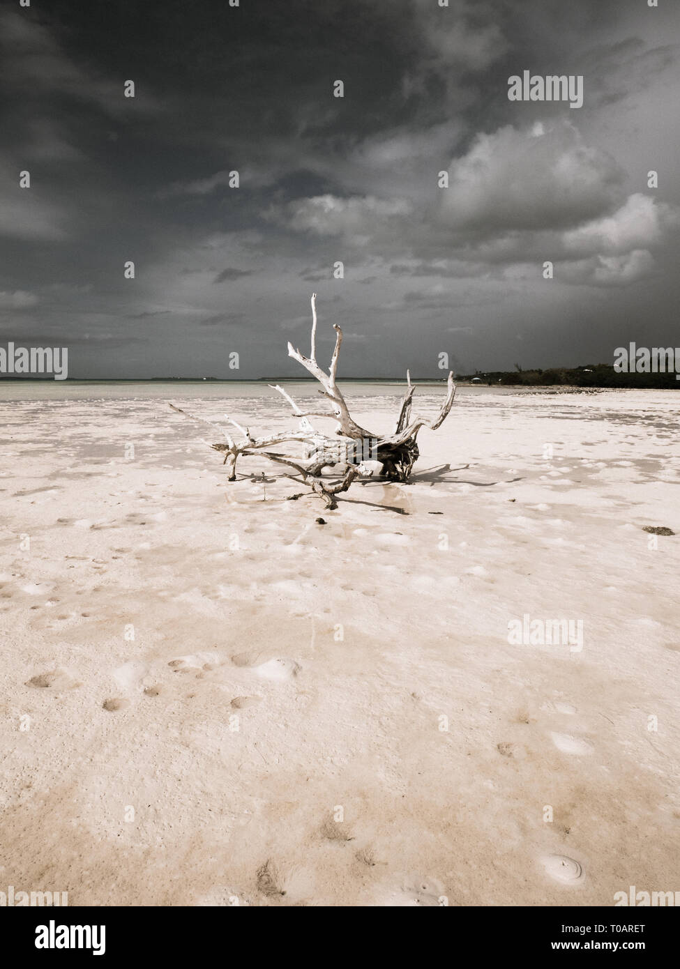 Landmark dead Tree on Beach, Dunmore Town, Harbour Island, The Bahamas ...