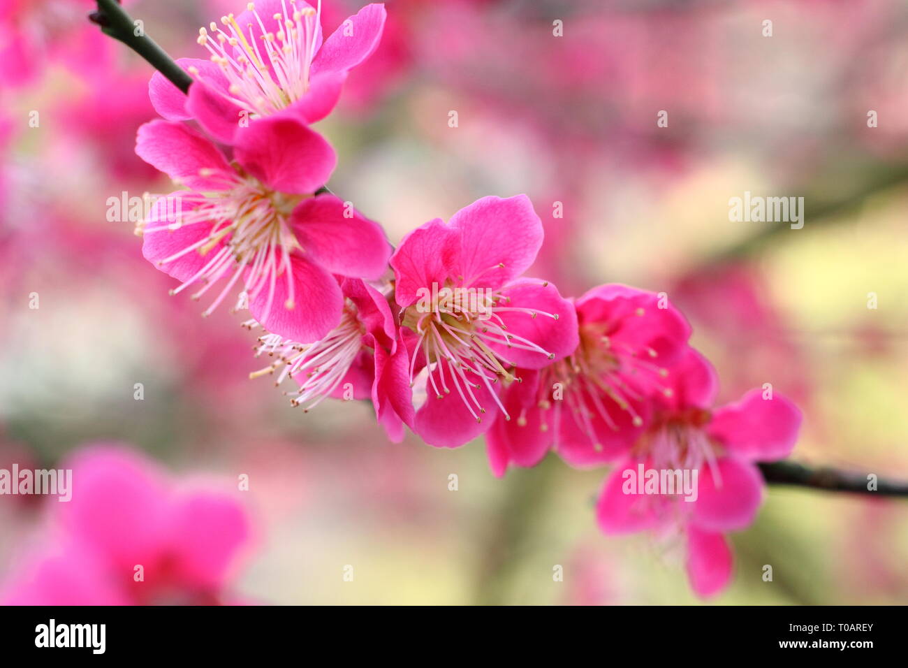 Prunus mume beni chidori hi-res stock photography and images - Alamy