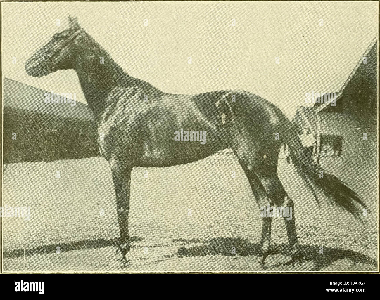 The driving clubs of greater Stock Photo - Alamy