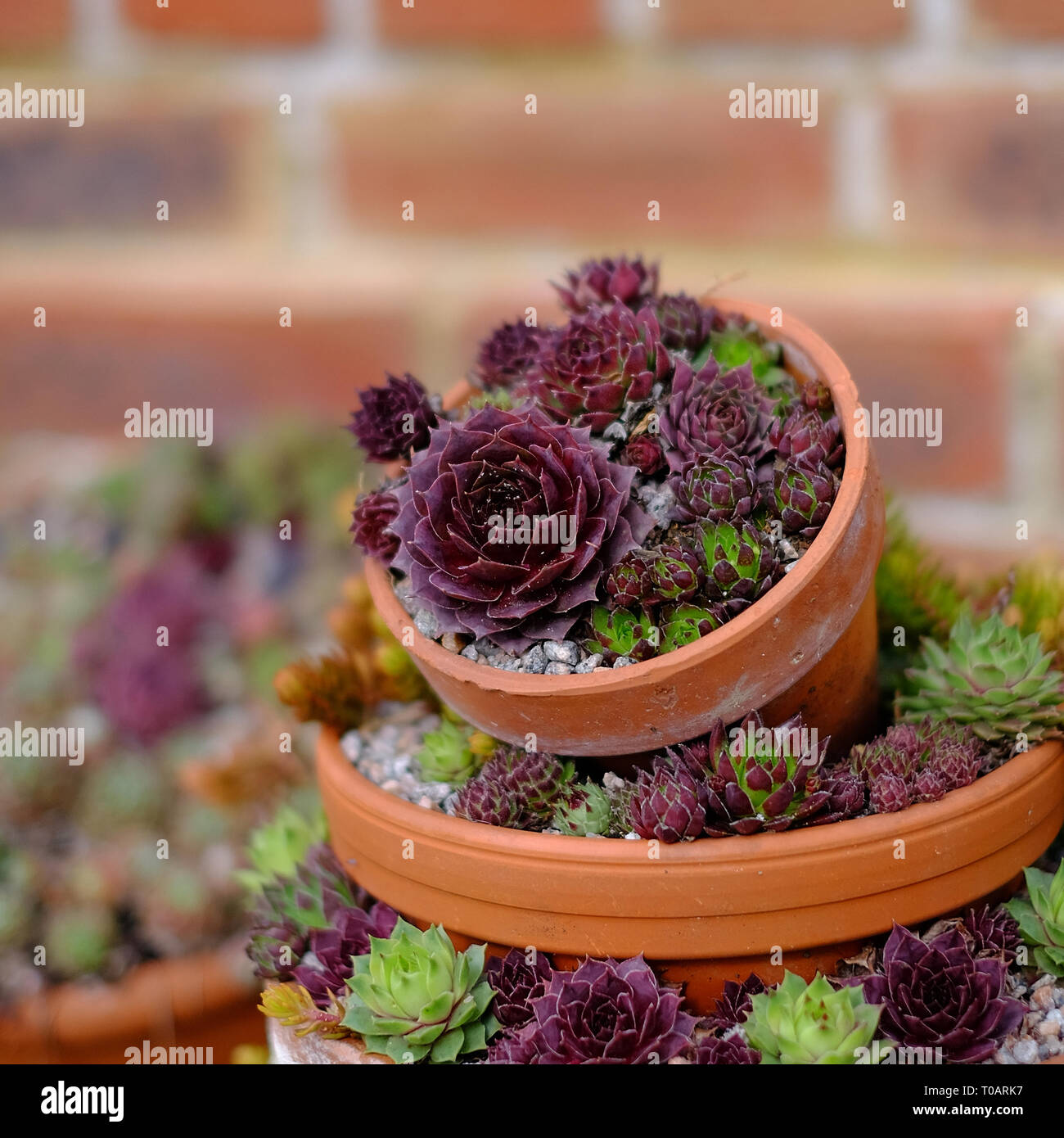 Miniature alpine plant hi-res stock photography and images - Alamy