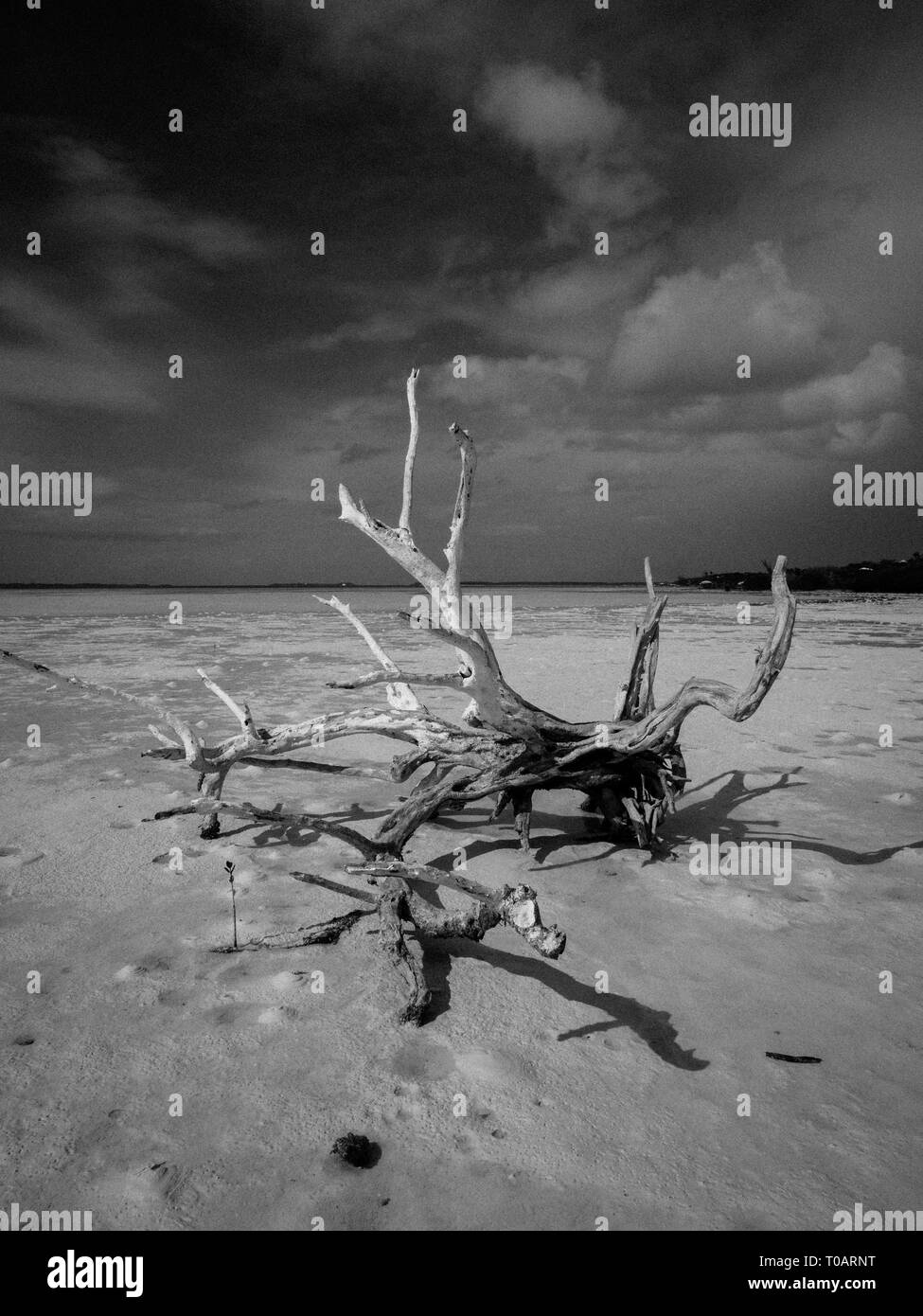 Landmark dead Tree on Beach, Dunmore Town, Harbour Island, The Bahamas ...