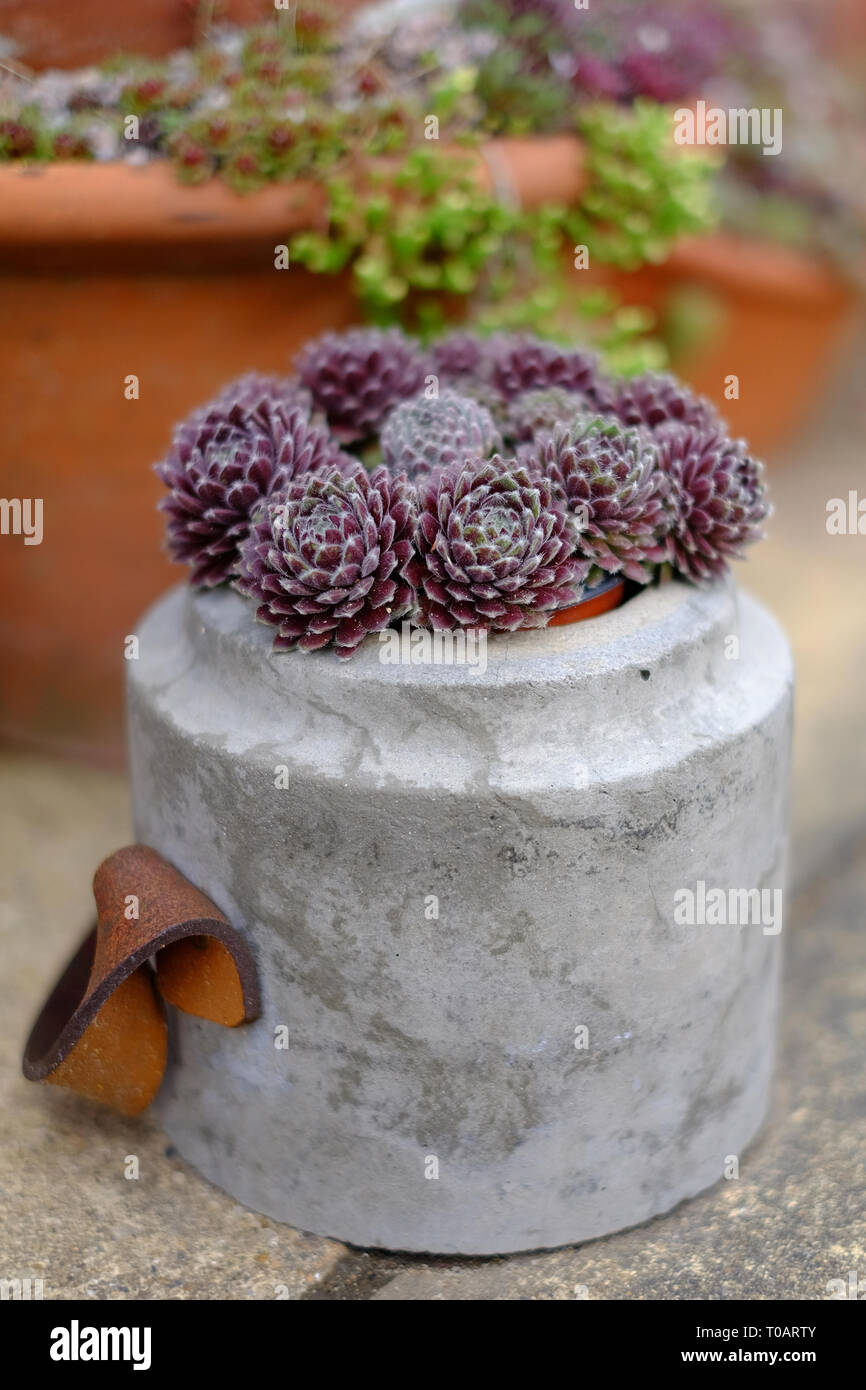 Miniature alpines hi-res stock photography and images - Alamy