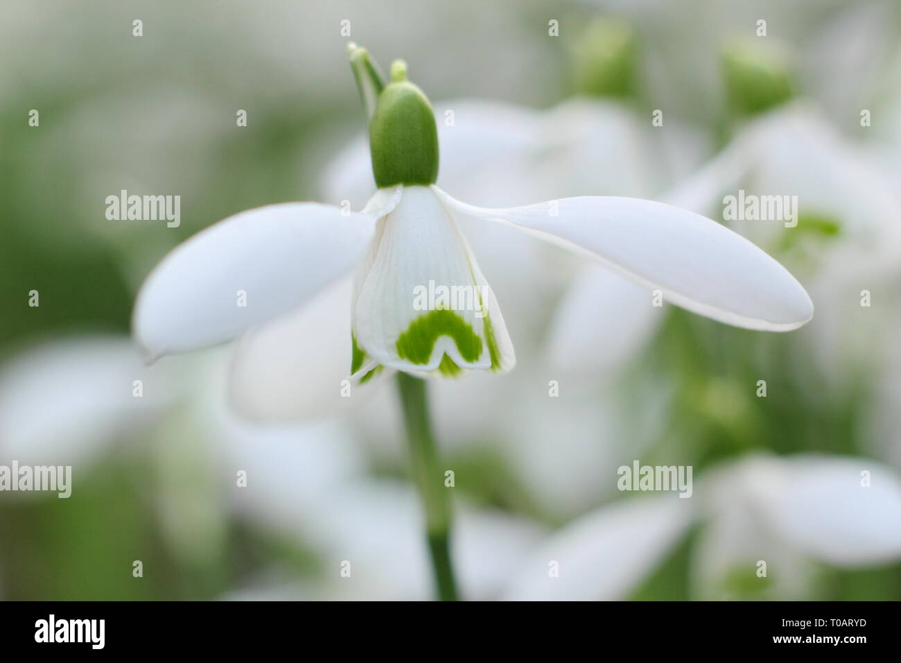 Galanthus 'S. Arnott'. Scented blooms of Galanthus nivalis 'Sam Arnott ...