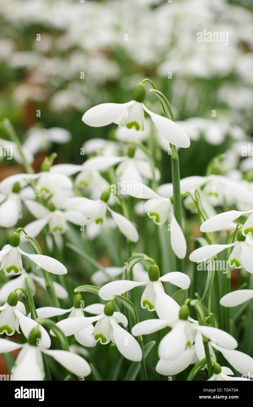 Galanthus samuel arnott hi-res stock photography and images - Alamy