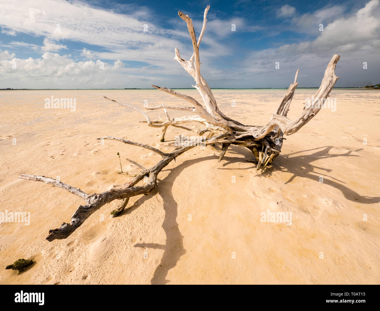 Landmark dead Tree on Beach, Dunmore Town, Harbour Island, The Bahamas ...
