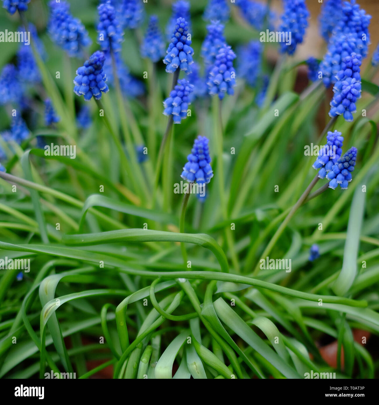 Blue bell shaped flowers hi-res stock photography and images - Alamy