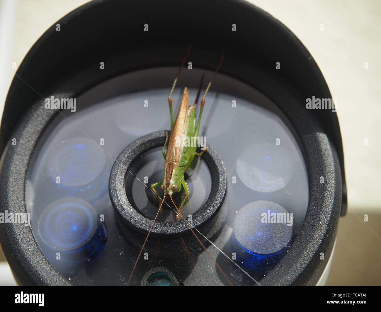 Grasshopper blocking view of CCTV security camera Stock Photo - Alamy