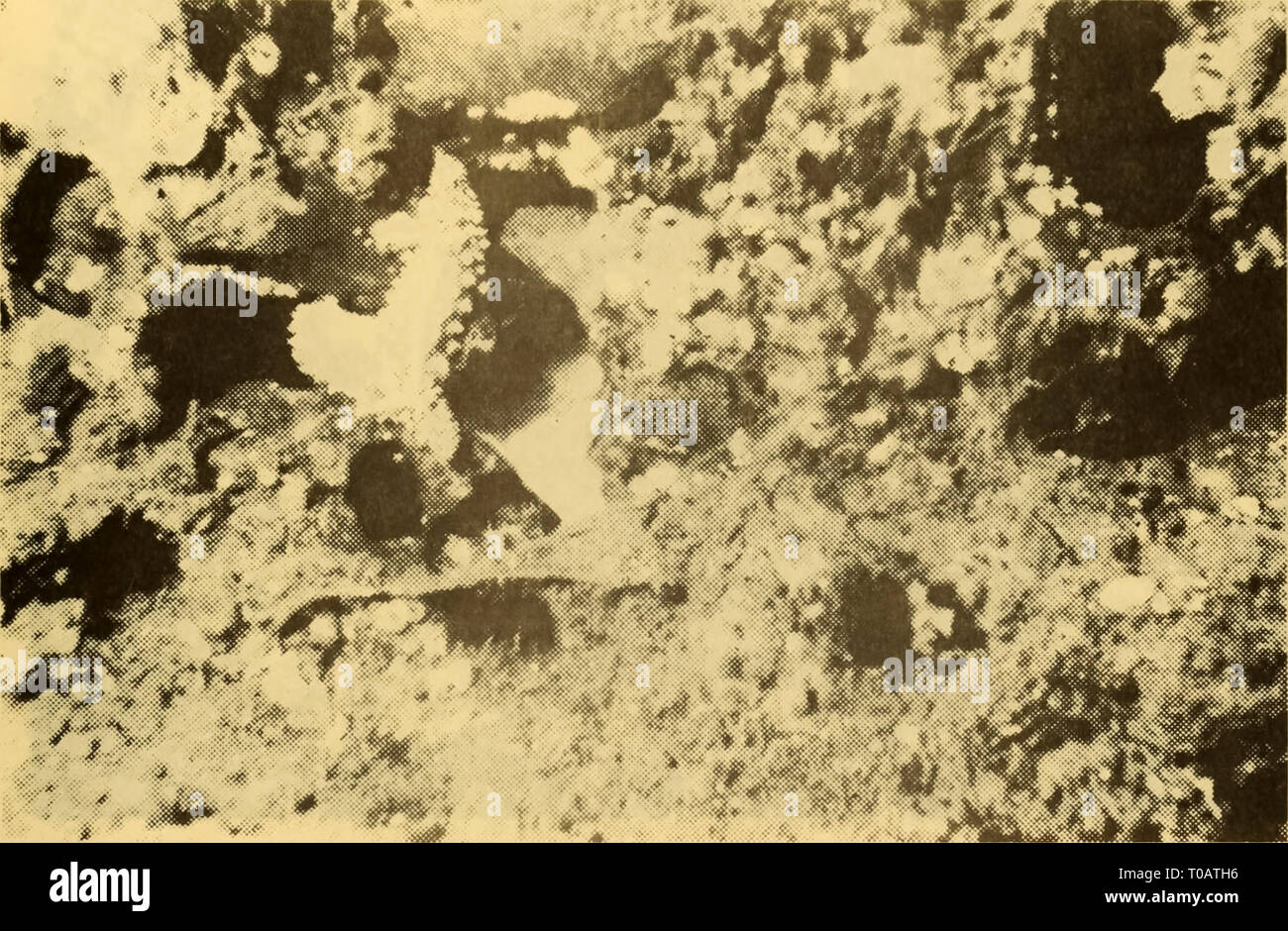The ecology and distribution of Stock Photo - Alamy