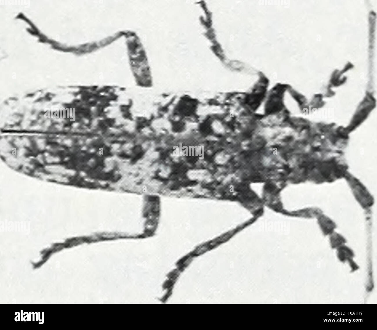 Eastern forest insects (1972 Stock Photo - Alamy