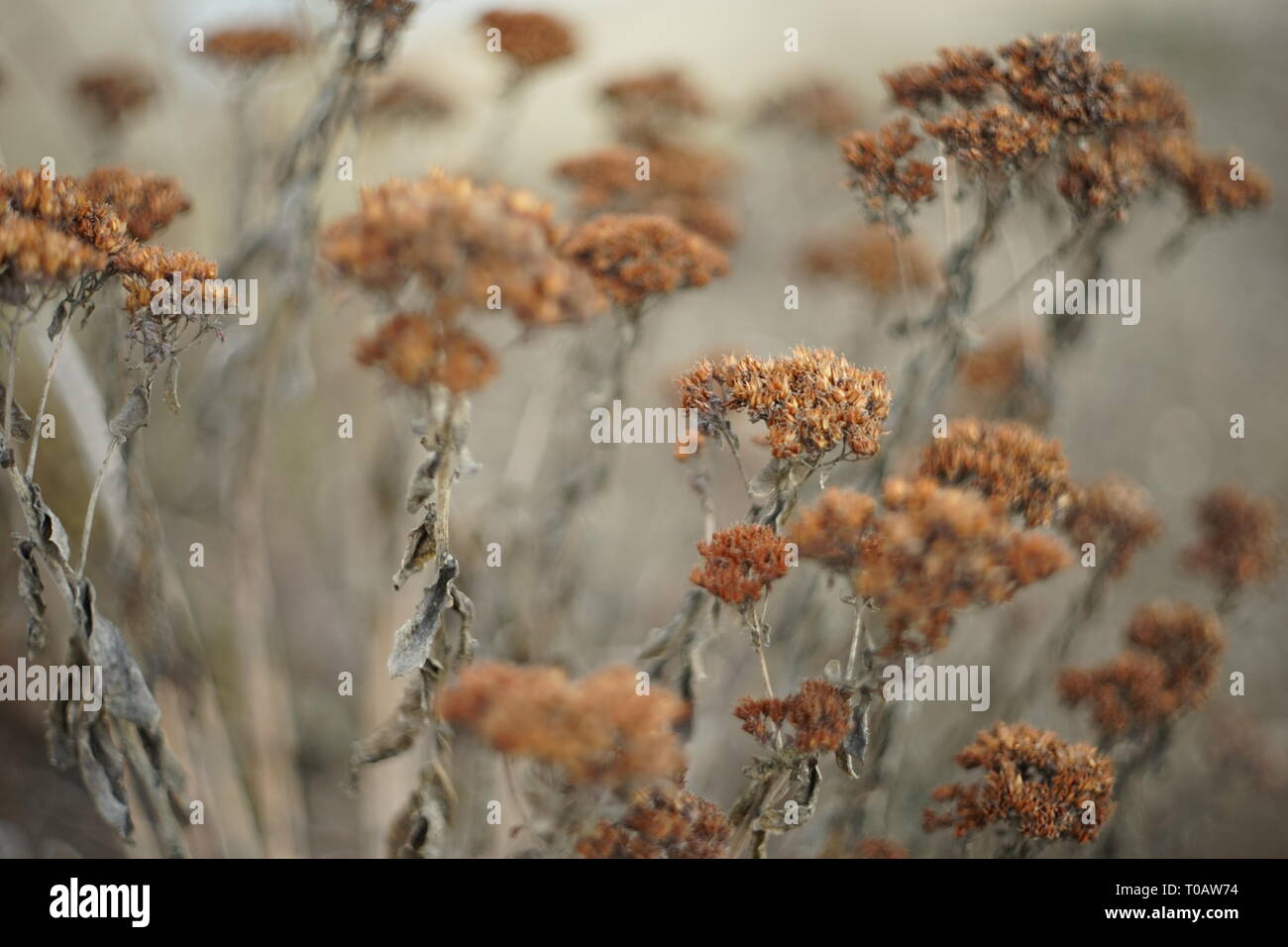 Dead hydrangea macrophylla hi-res stock photography and images - Alamy
