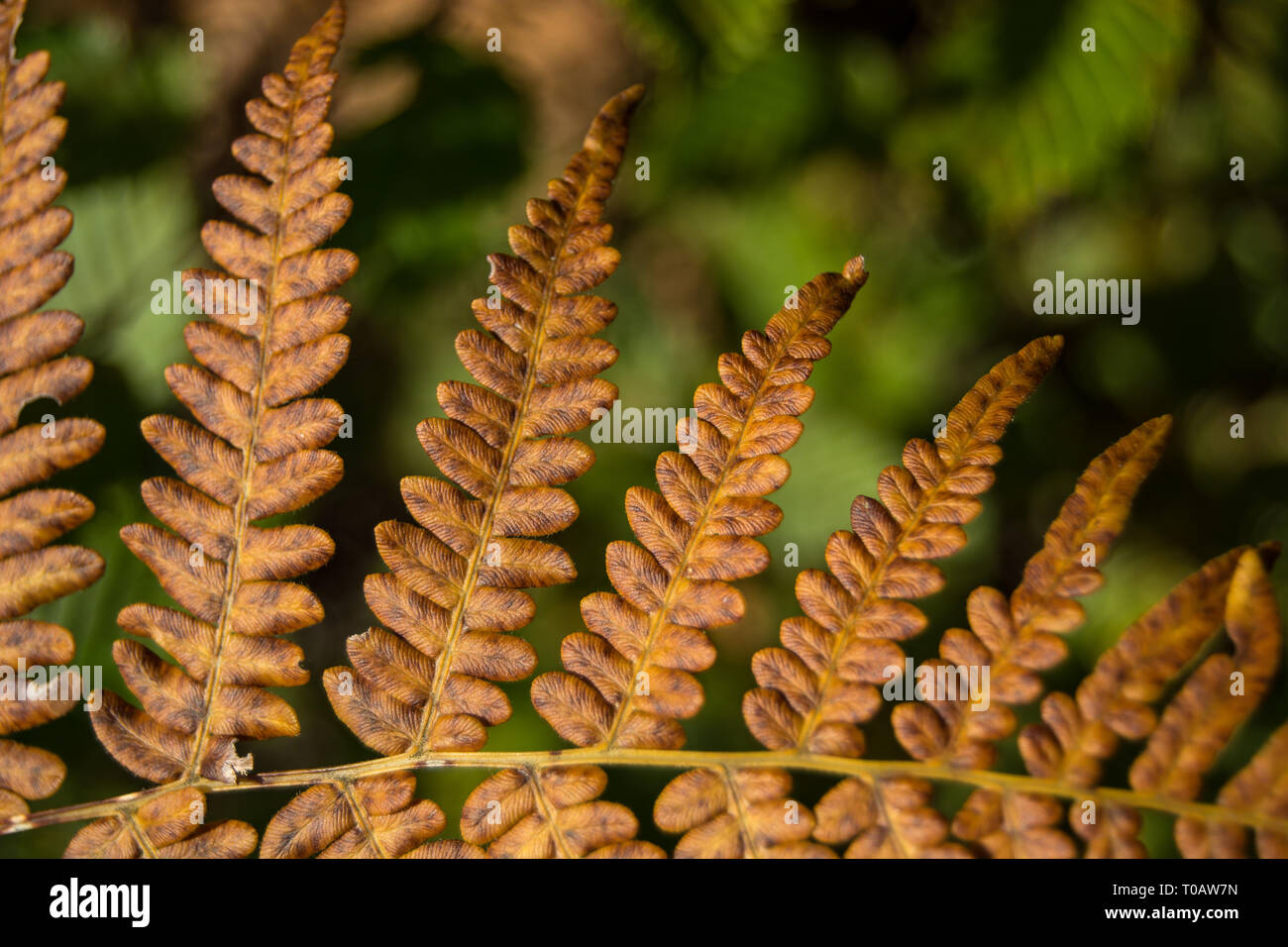 Dead fern leaf hi-res stock photography and images - Alamy