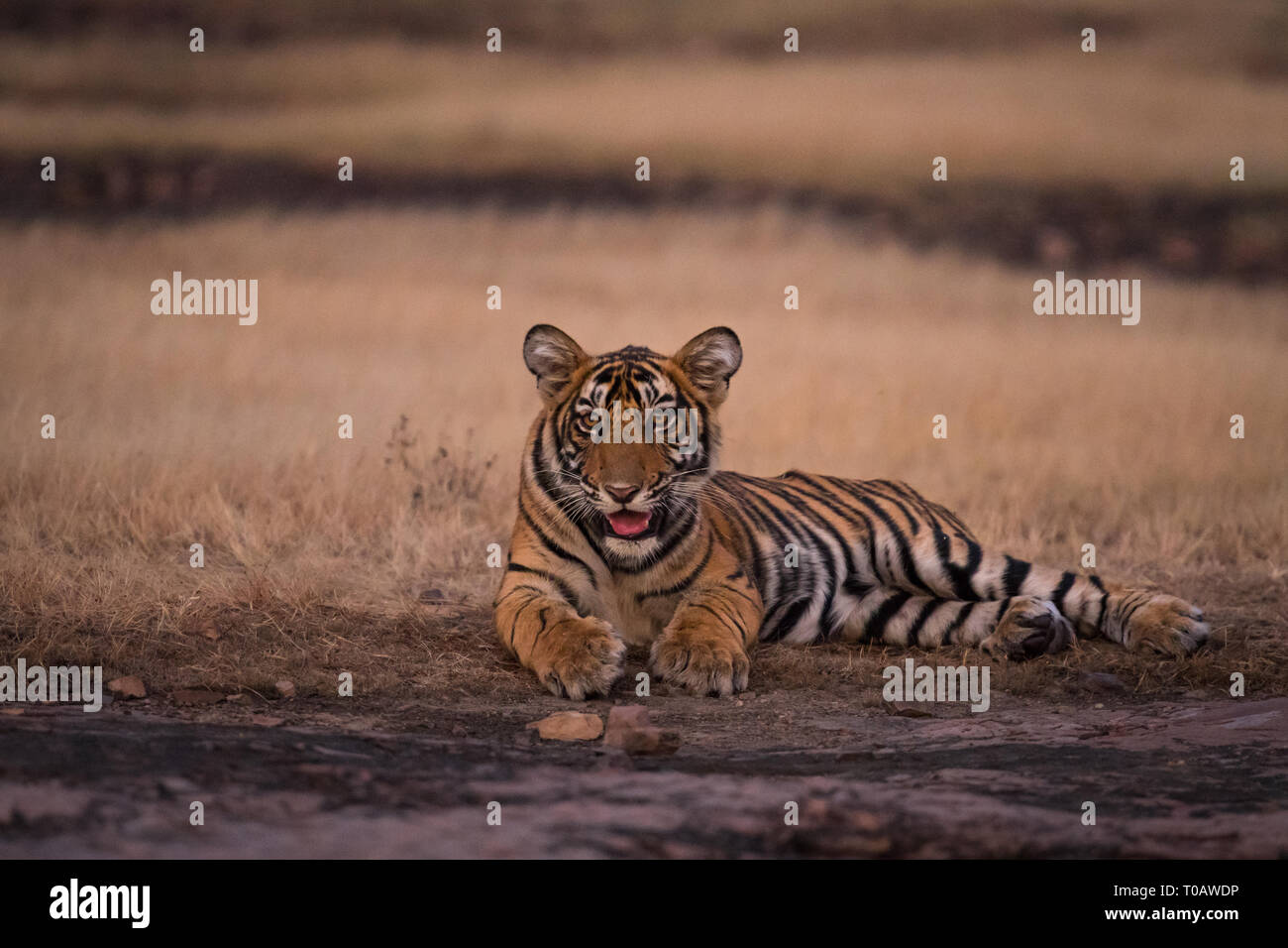 A male tiger cub portrait. Straight looking into camera at Ranthambore ...