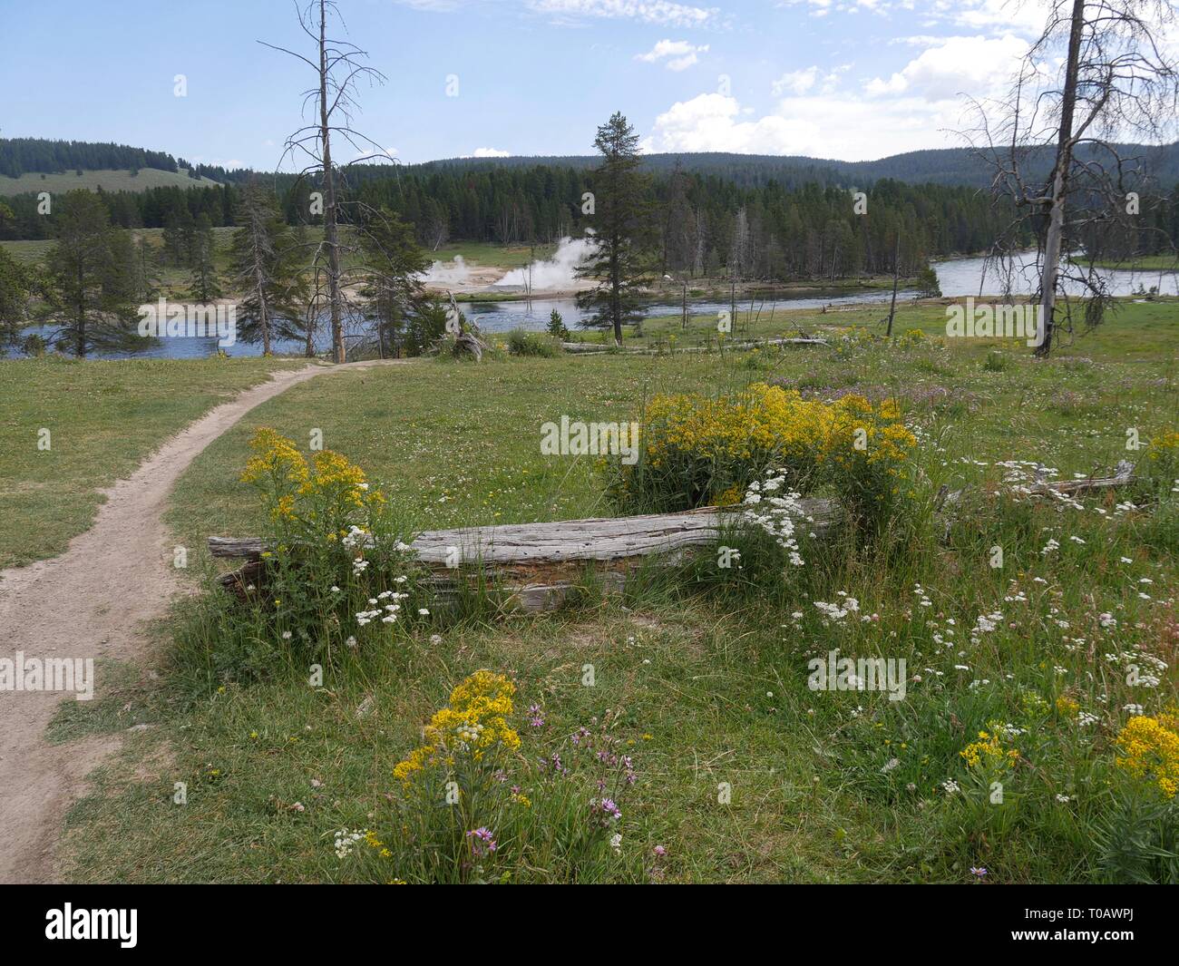 Wide view with colorful flowers and the Yellowstone River with steaming ...