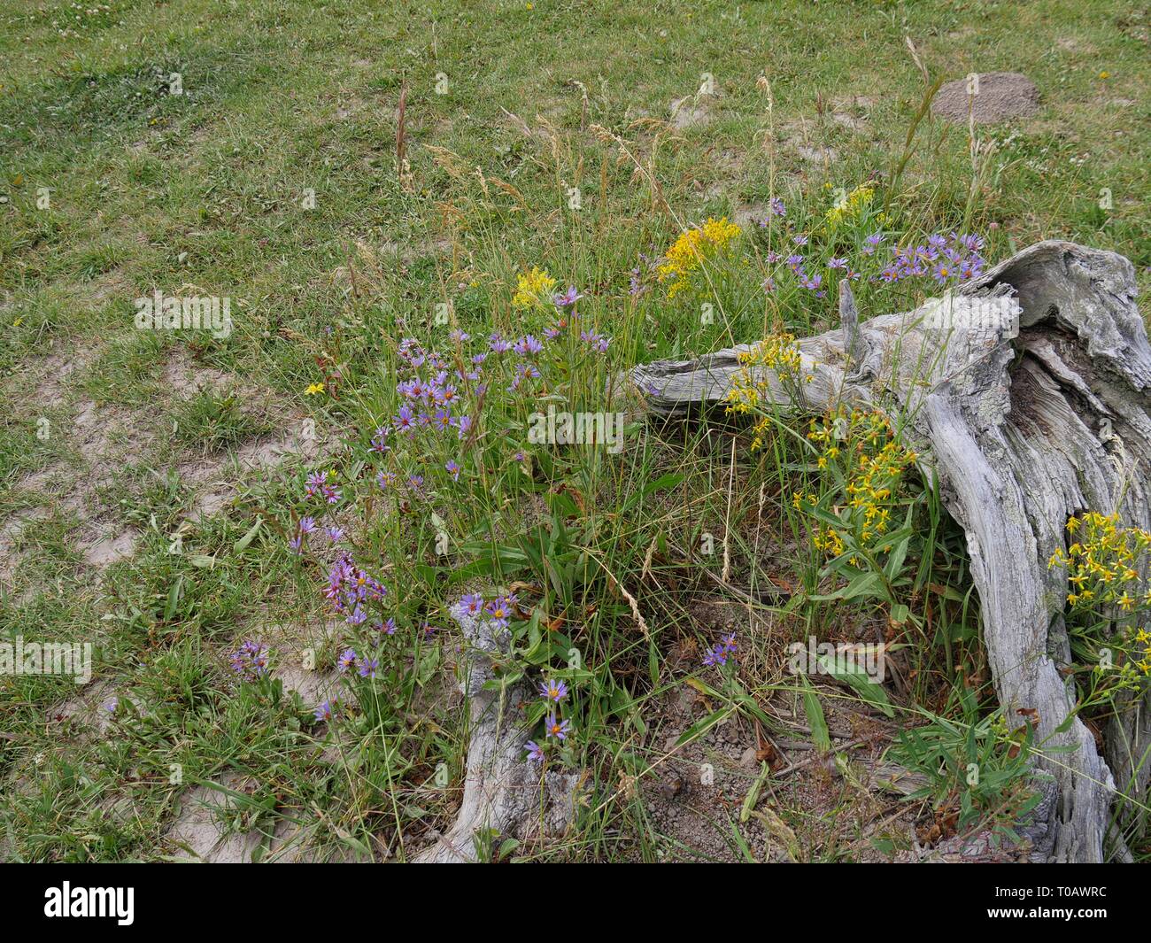 Uprooted tree closeup hi-res stock photography and images - Alamy