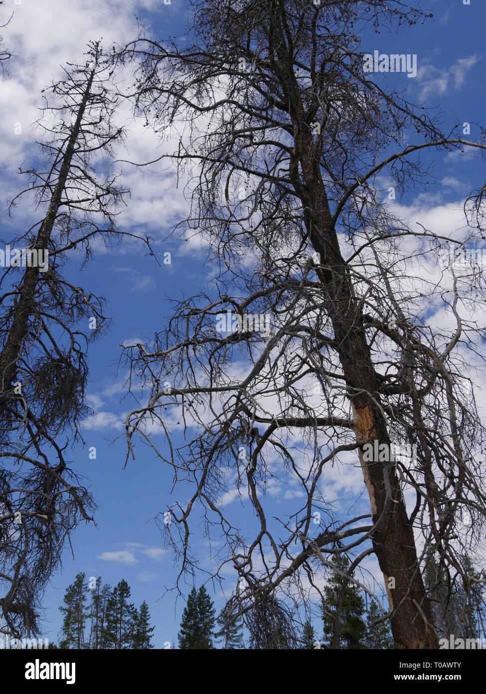 Upward shot of trees recovering from a fire, with blue skies in the ...