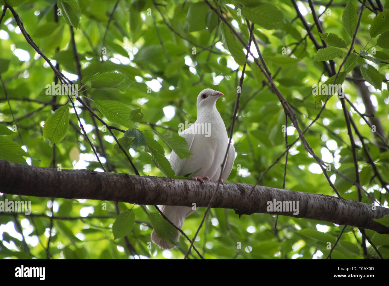 Happy smiling pigeon sitting in a green tree Stock Photo - Alamy