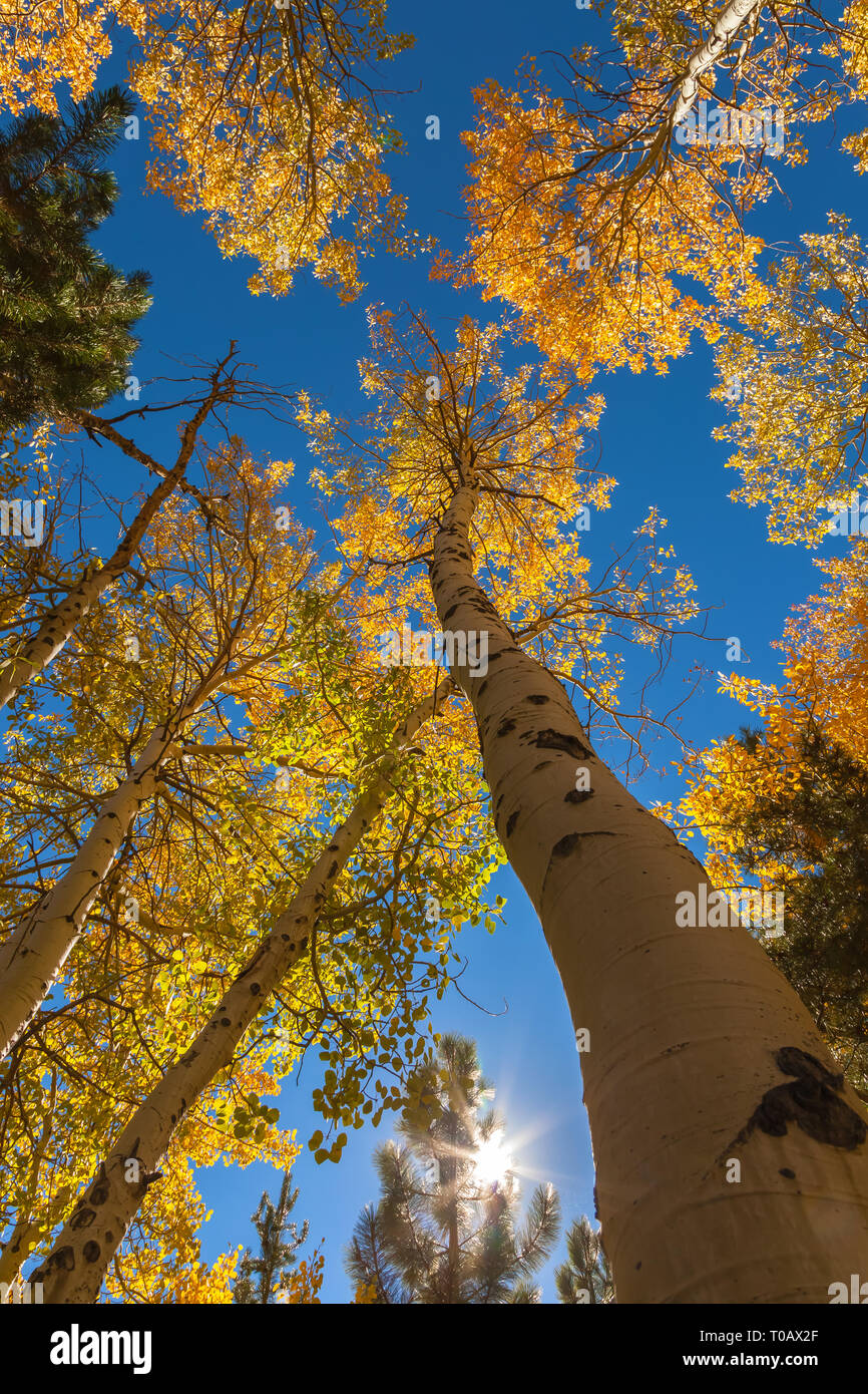 Low camera angle at the mountain aspen trees canopy, with their ...