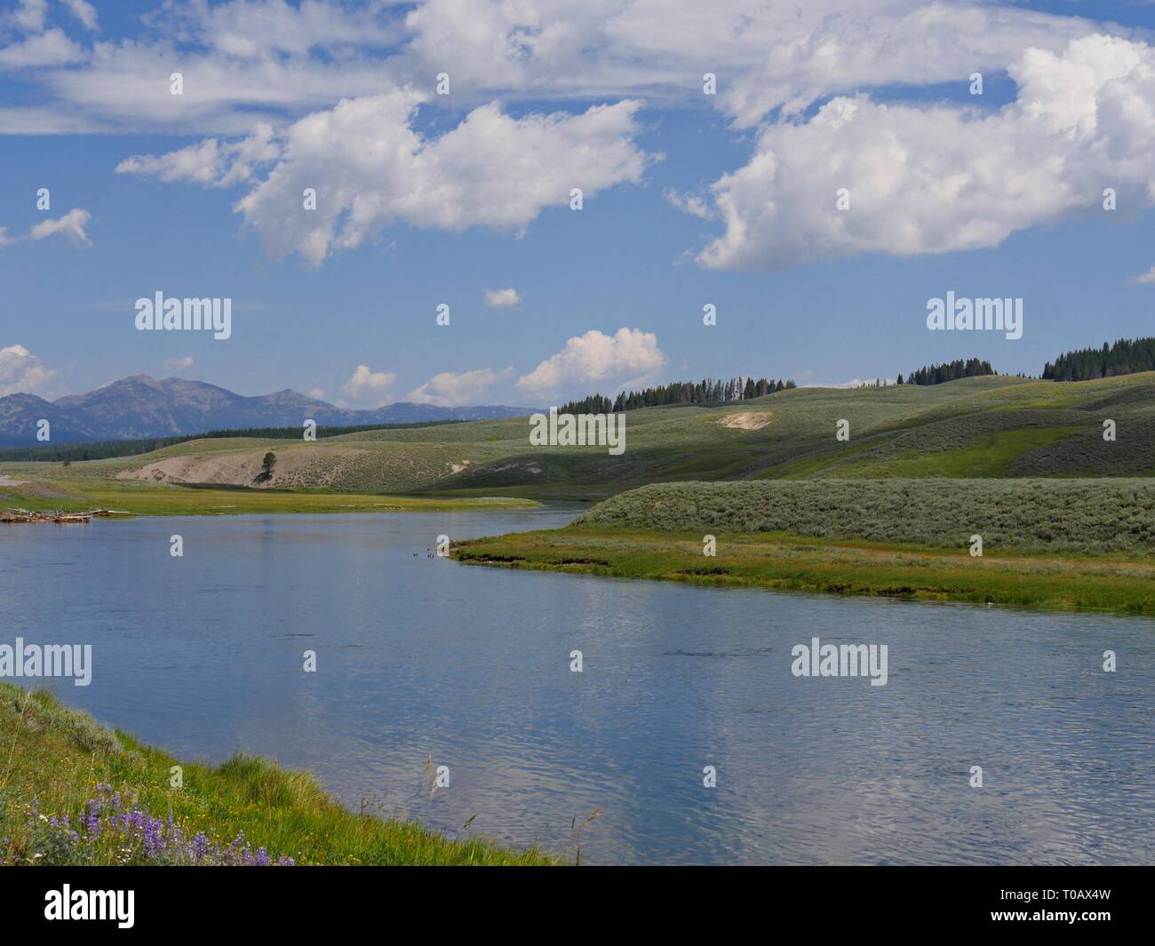 Medium wide view of the Yellowstone River along the road at the ...