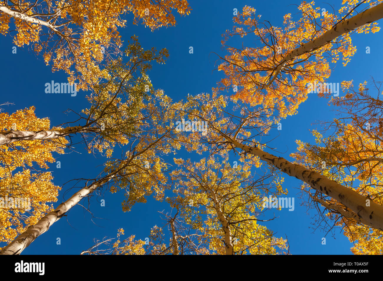 Low camera angle at the mountain aspen trees canopy, with their ...