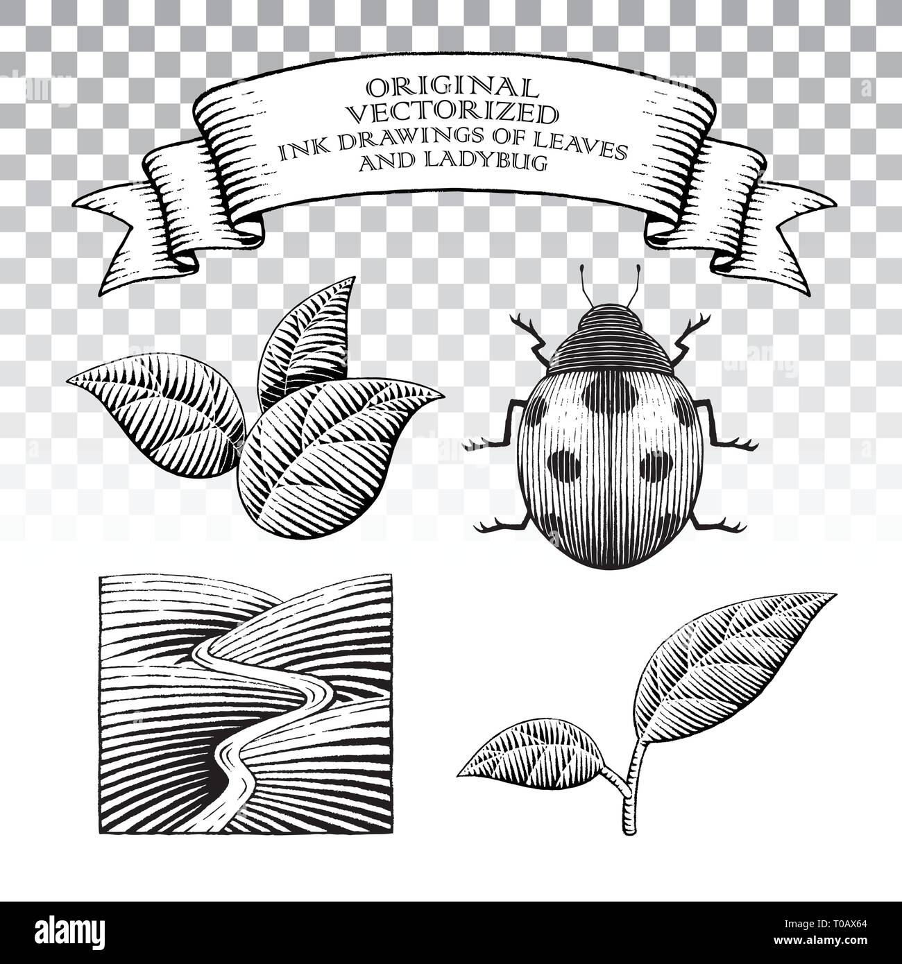 Vector Illustration of Scratchboard Style Ink Drawings of Leaves and ...