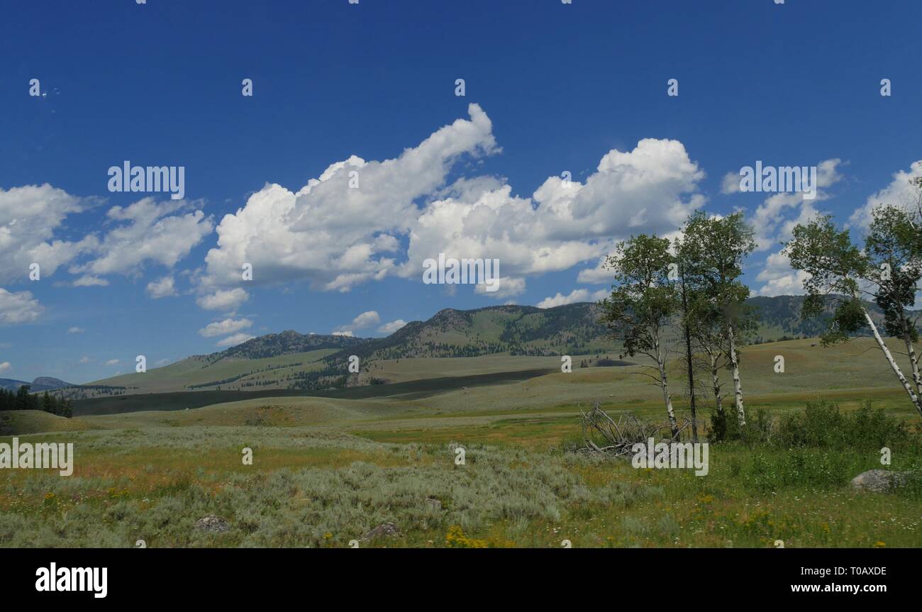Beautiful scenery of hills and green meadow with gorgeous clouds in the skies at Yellowstone ...