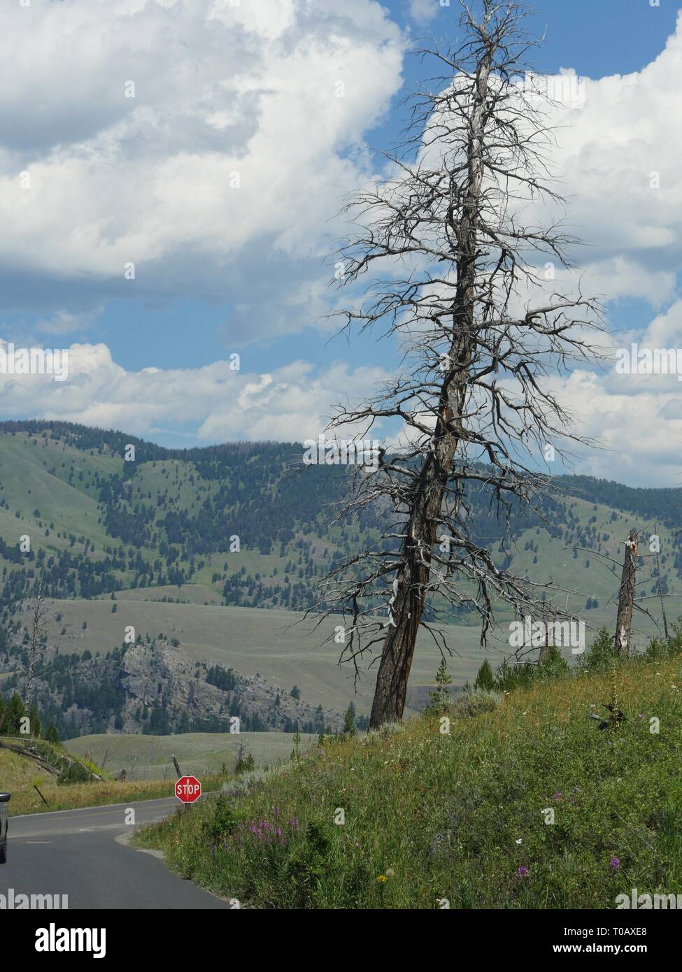Leafless big tree by the side of the road at Yellowstone National Park ...