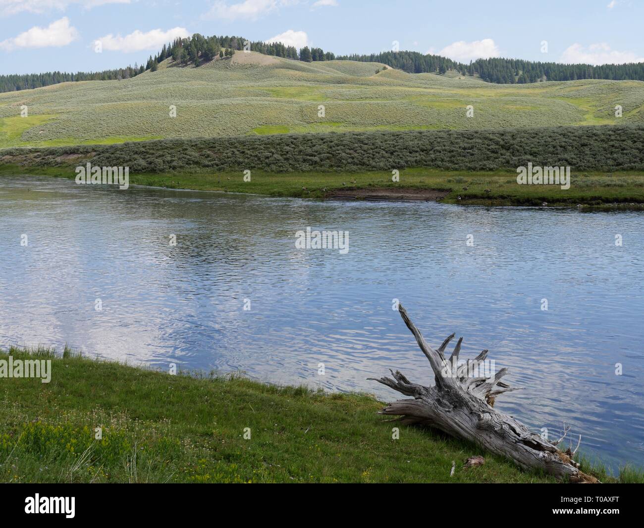 Yellowstone River with an uprooted tree stump on the bank at the ...
