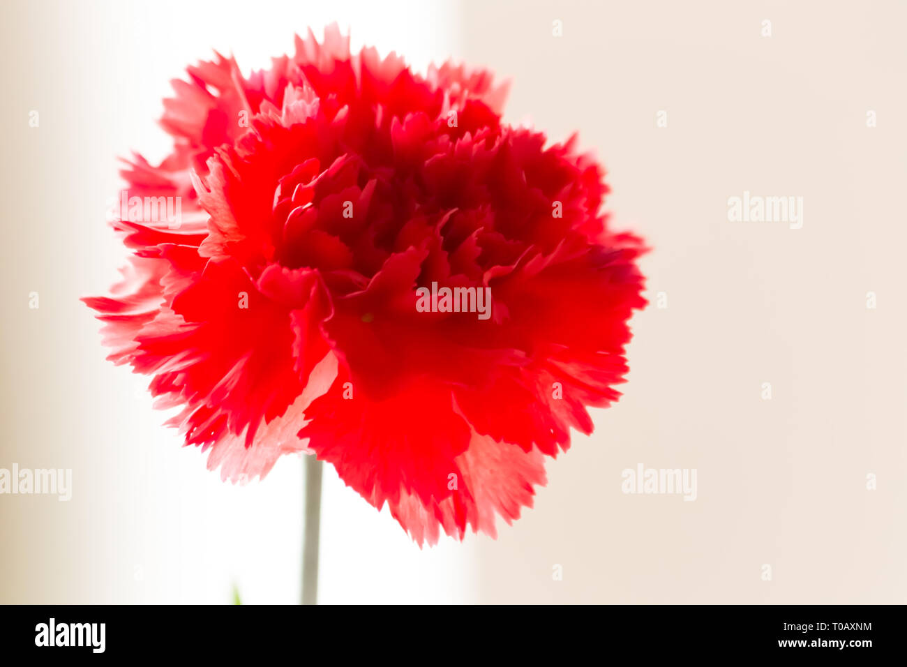 red carnation isolated Stock Photo - Alamy
