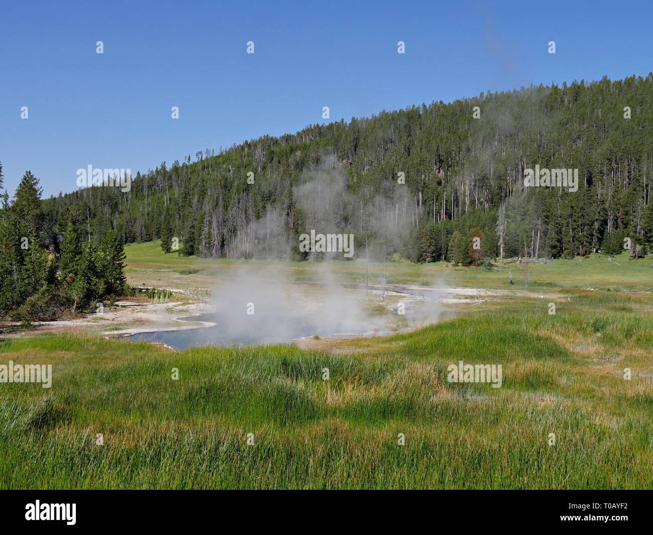 Wide shot with one of the steaming hot springs at Yellowstone National ...