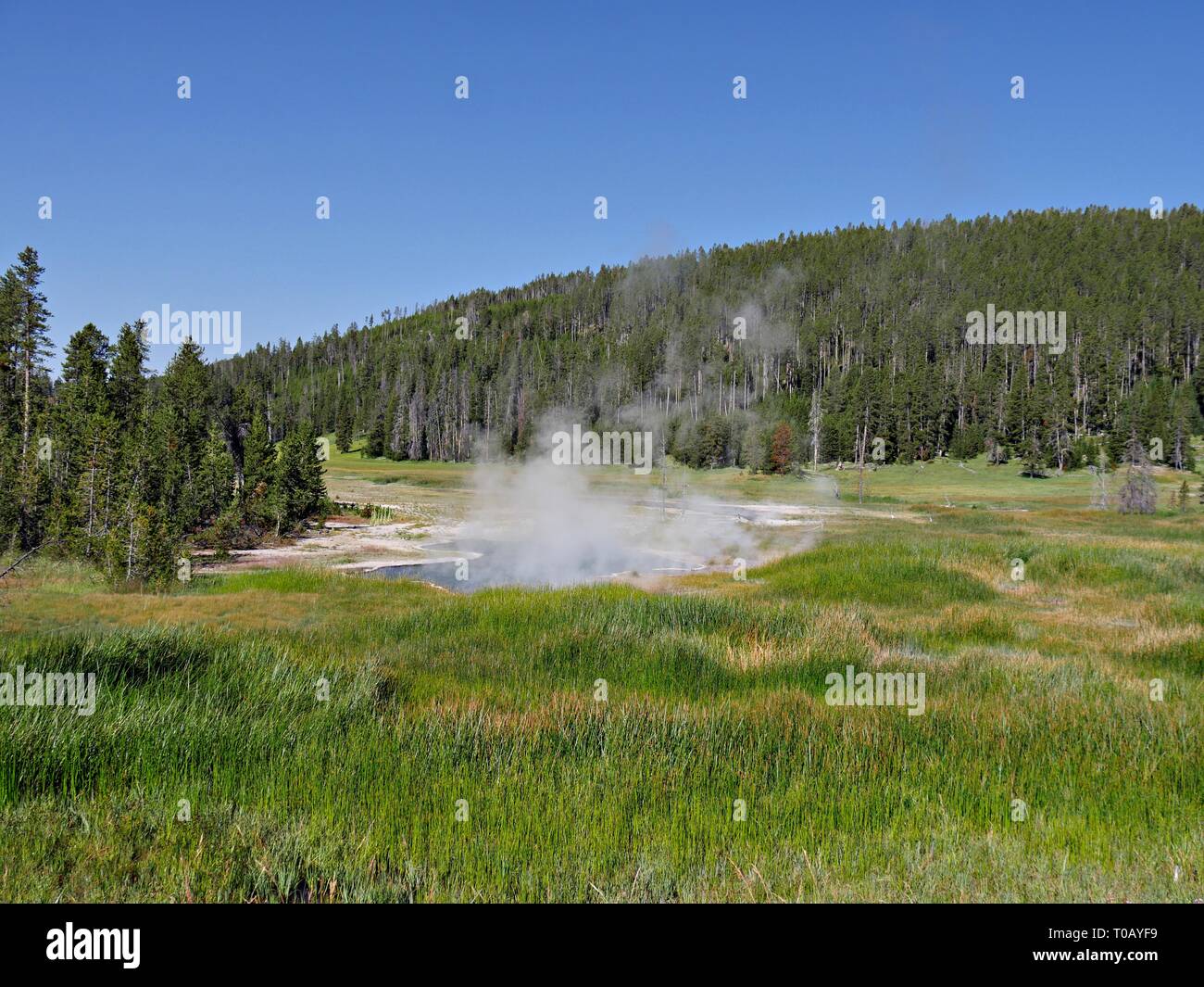 Wide scenic view of green trees and forests with a bubbling hot spring ...