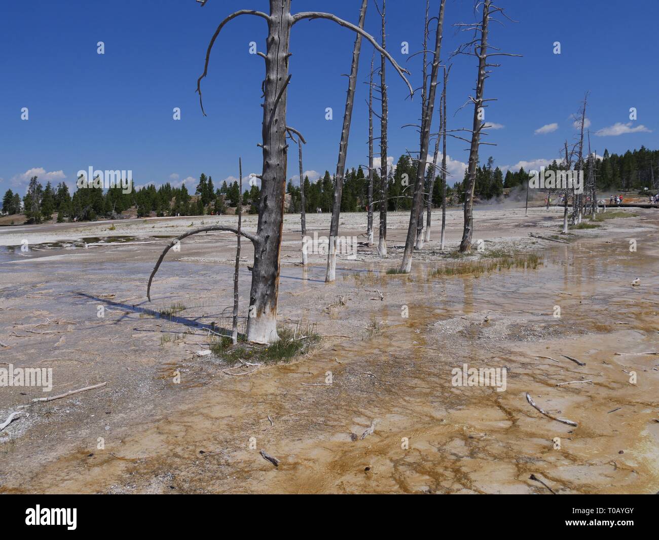 Leafless trees around the Celestine Pool hot spring at Yellowstone ...
