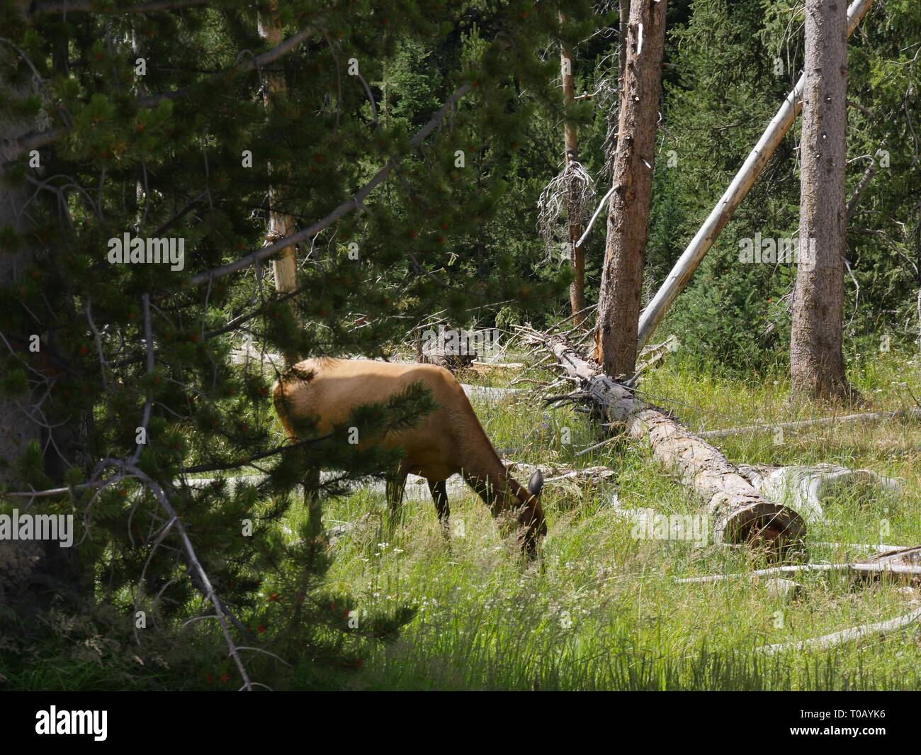 Forest view with an elk eating grass, partially hidden by tree branches ...