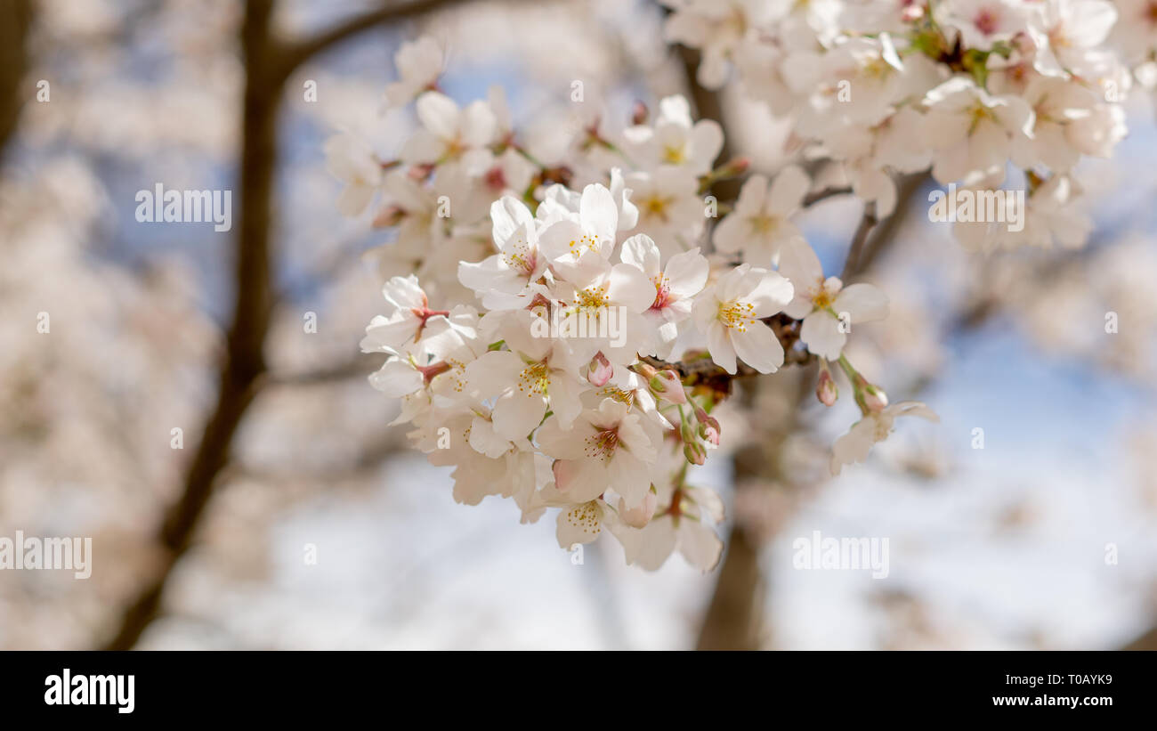 Dogwood tree flower hi-res stock photography and images - Alamy