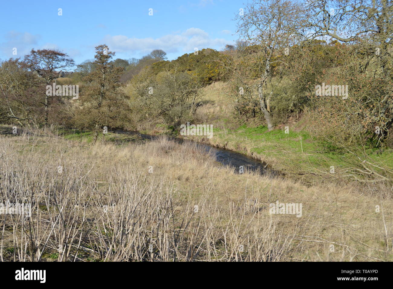 Carnoustie angus hi-res stock photography and images - Alamy