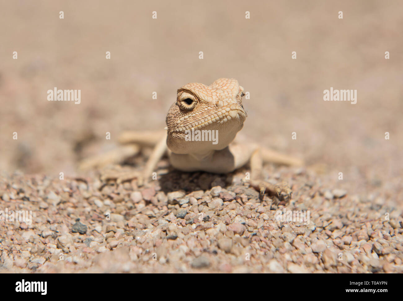 Egyptian gecko hi-res stock photography and images - Alamy