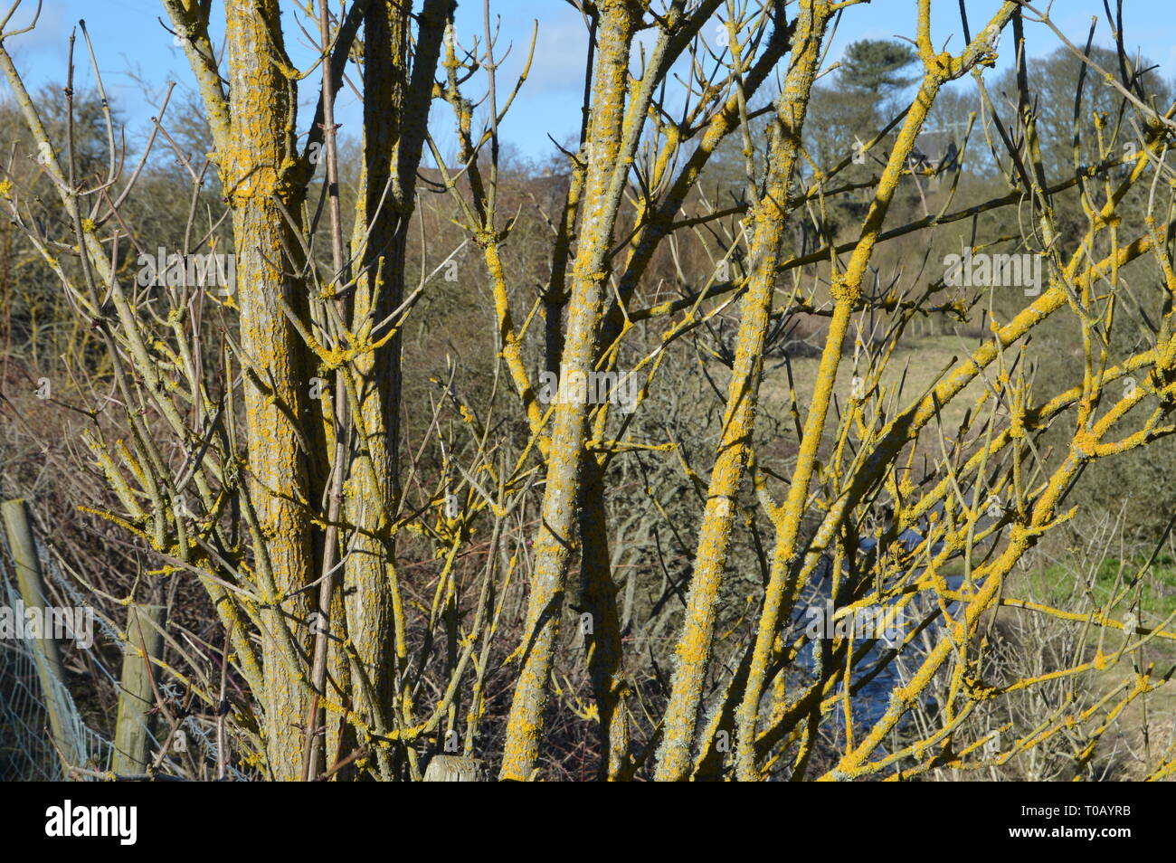 Branches yellow with lichens on enchanting woodland walk at Craigmill ...