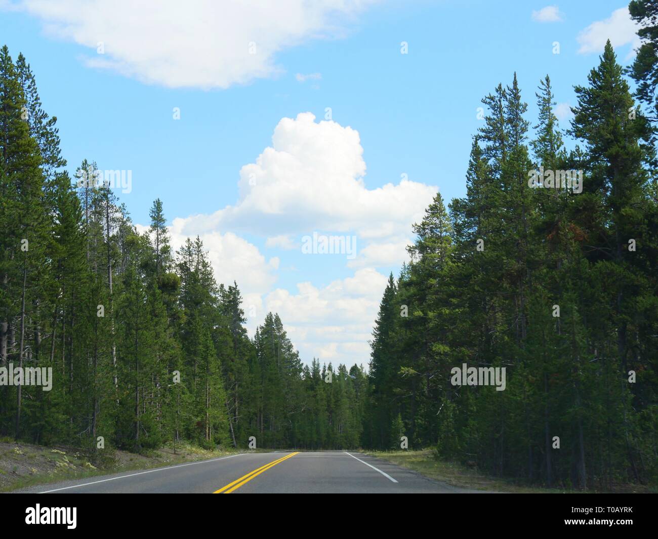 Tall green trees border paved roads of Yellowstone National Park Stock ...