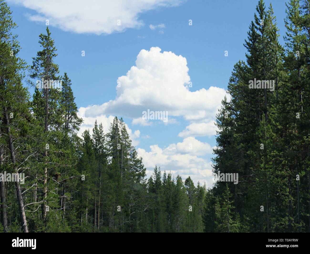 Driving lake yellowstone national park hi-res stock photography and ...
