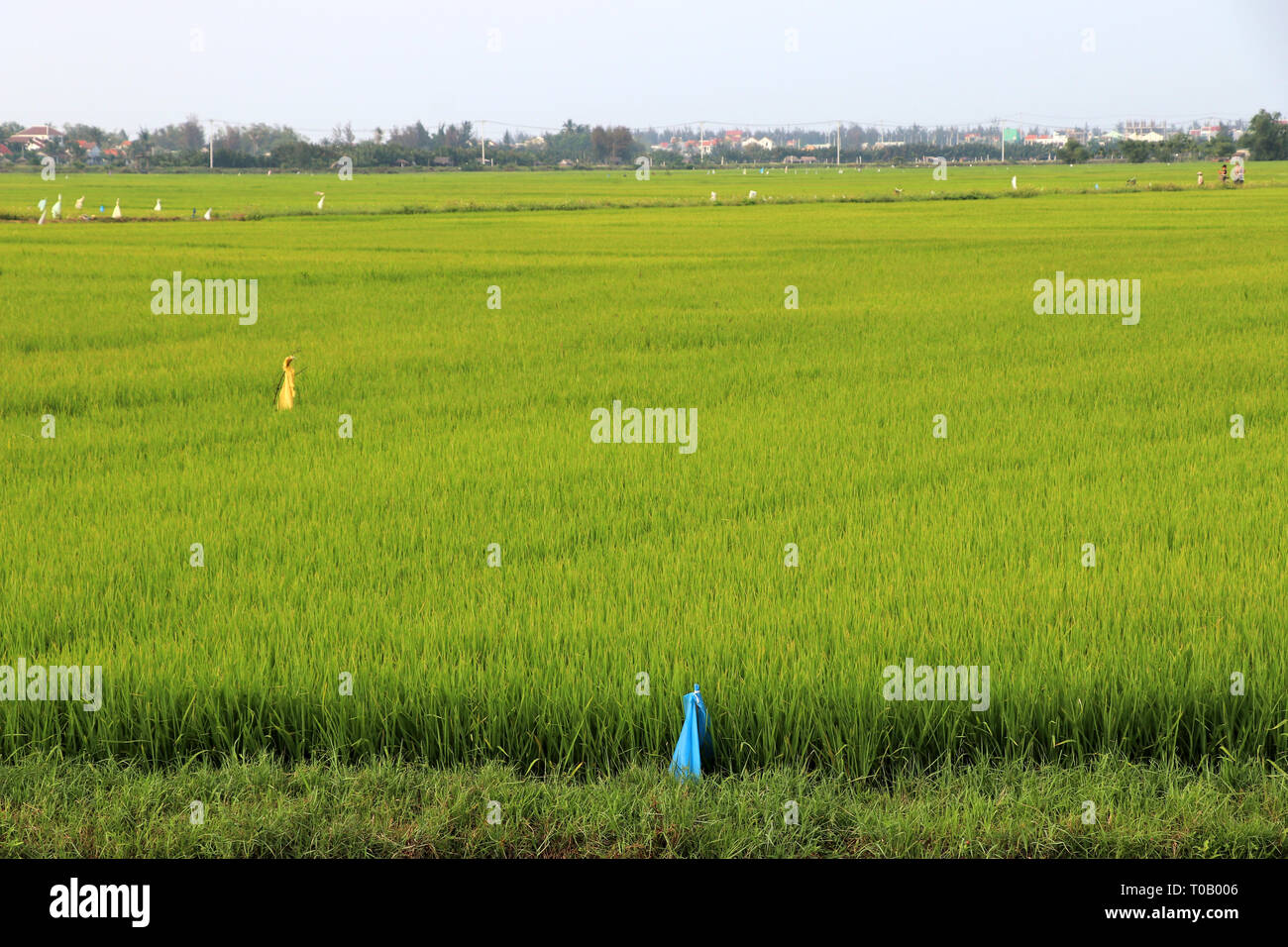 Rice fields near Hoi An - Vietnam Asia Stock Photo - Alamy