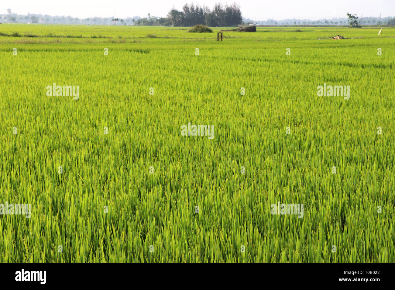 Rice fields near Hoi An - Vietnam Asia Stock Photo - Alamy