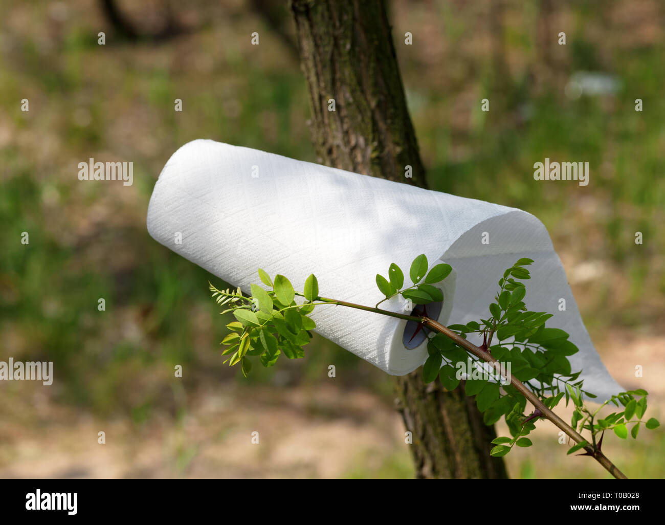 Paper towel roll hi-res stock photography and images - Alamy