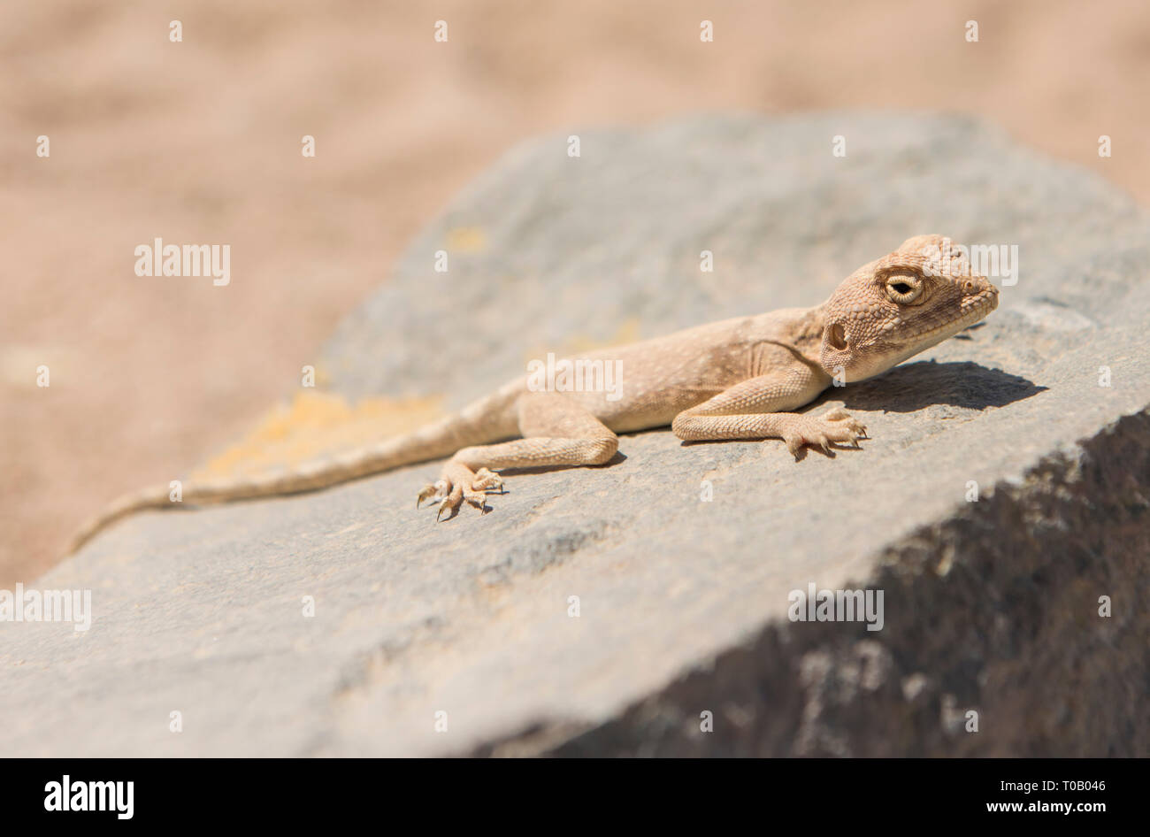 Closeup detail of egyptian desert agama lizard on a rock in harsh arid ...