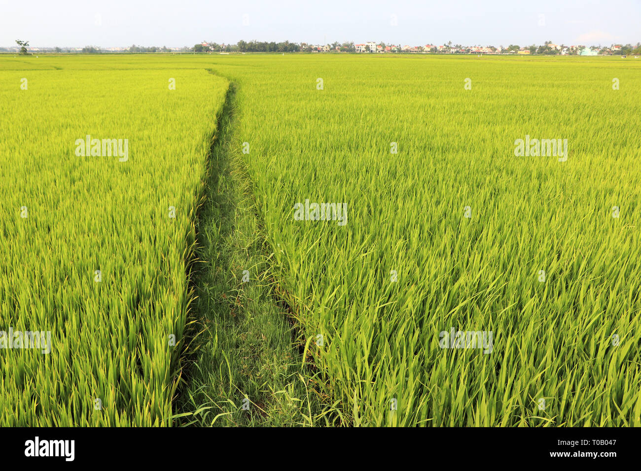 Rice fields near Hoi An - Vietnam Asia Stock Photo - Alamy