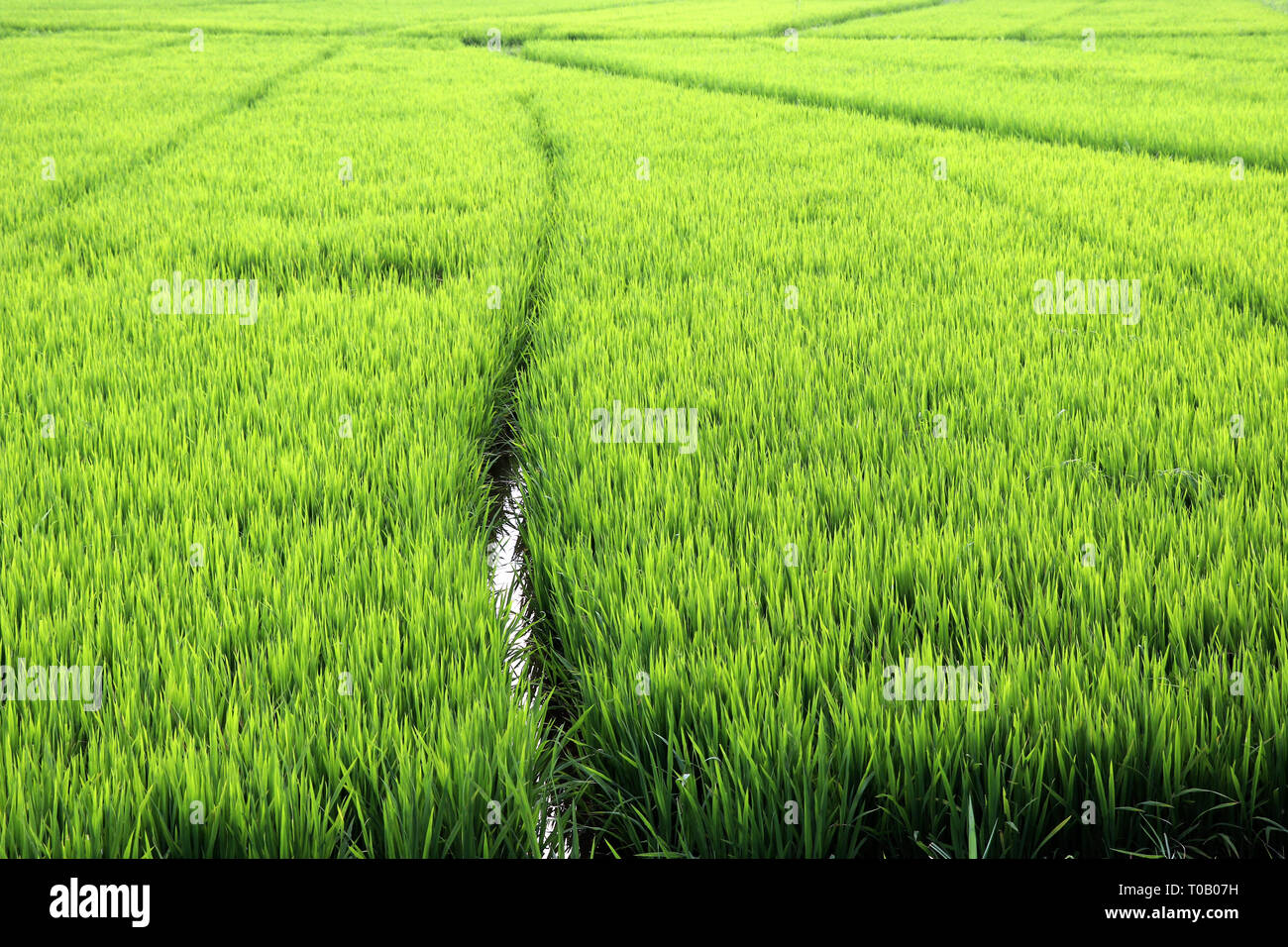 Vietnam rice field hi-res stock photography and images - Alamy