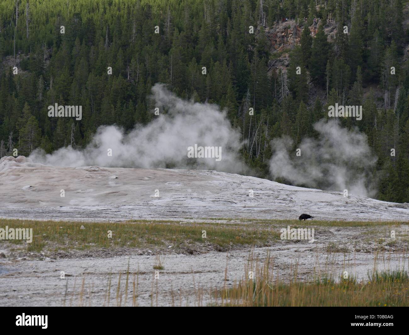 Steam rises as the Old Faithful geyser prepares for another eruption at ...