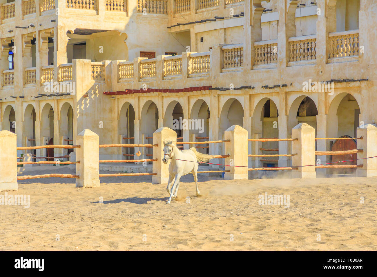 Purebred white Arabian horse runs in a paddock in Doha center. The ...